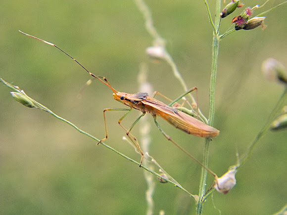 paddy bug, rice bug | Project Noah