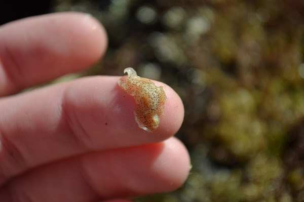 Polyclad Flatworm | Project Noah