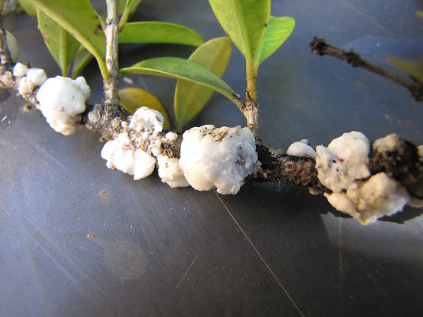 White Wax Scales | Project Noah