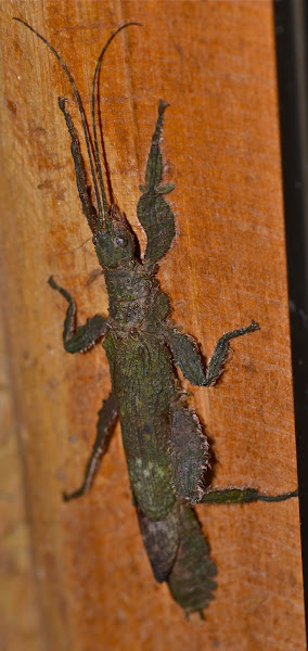 Stick insect | Project Noah