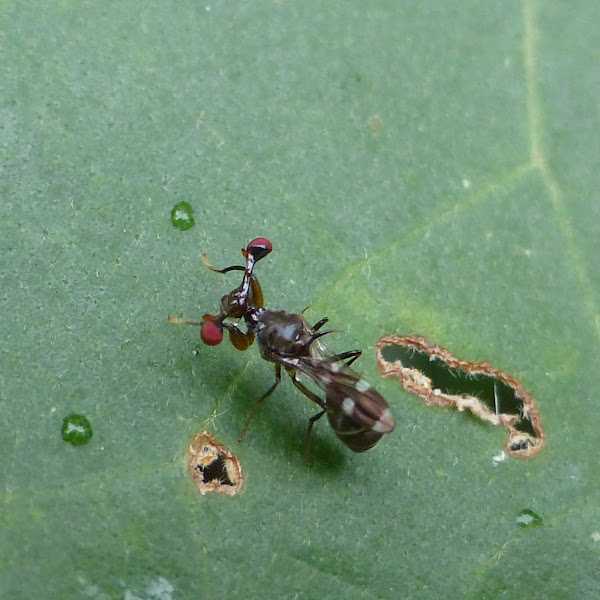 Stalk-eyed Fly | Project Noah