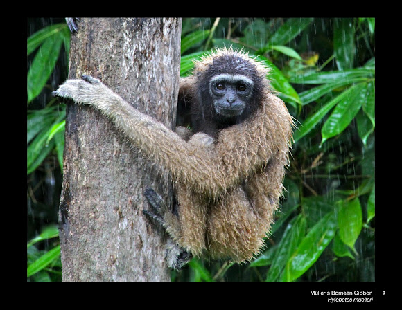 Müller's Bornean Gibbon | Project Noah