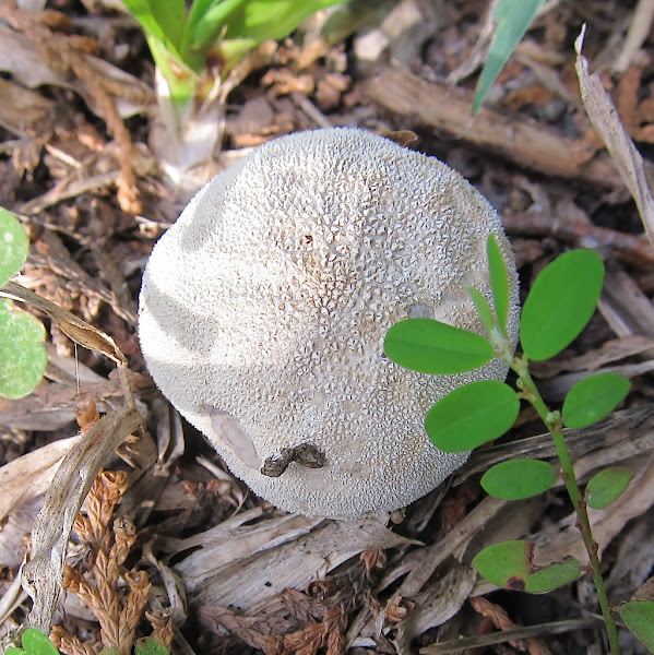 Puffballs | Project Noah