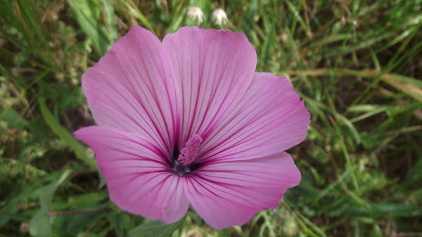 Royal mallow | Project Noah