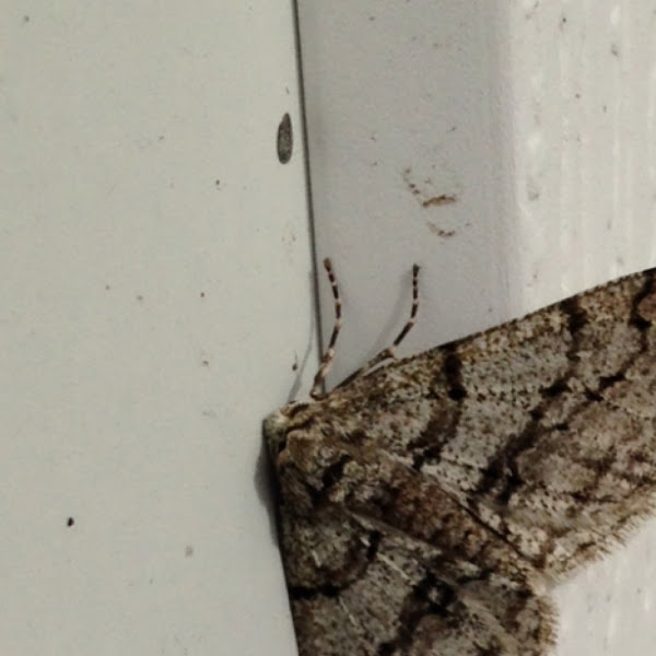 Half-wing Moth | Project Noah