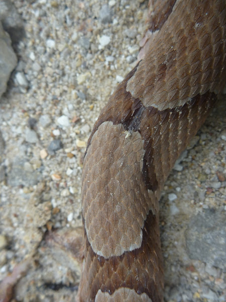 Copperhead | Project Noah