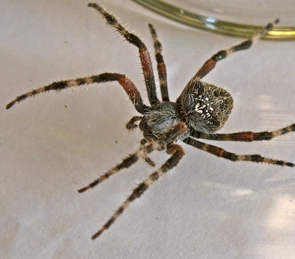 Orb Weaver | Project Noah