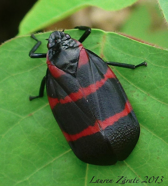 Froghopper - Spittlebug | Project Noah