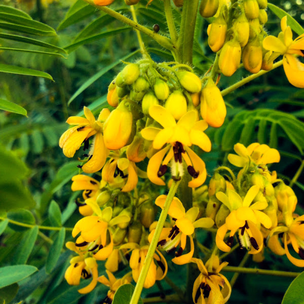 Wild Senna | Project Noah