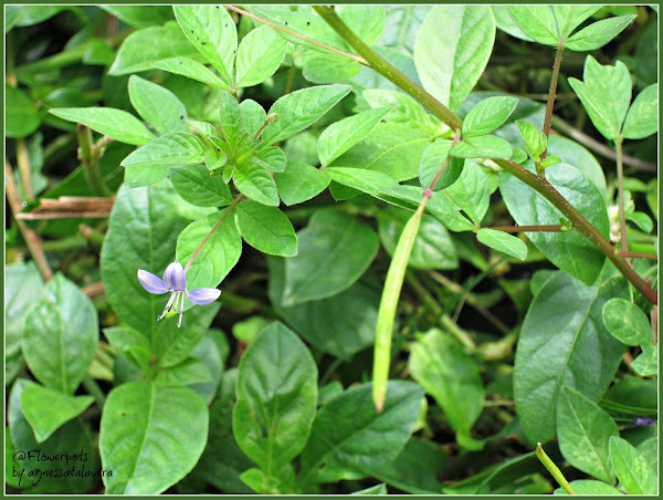 Fringed Spider Flower | Project Noah