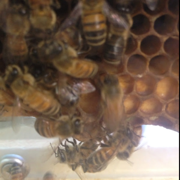 Honey bee | Project Noah