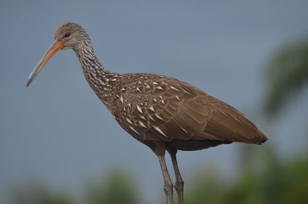 Limpkin | Project Noah