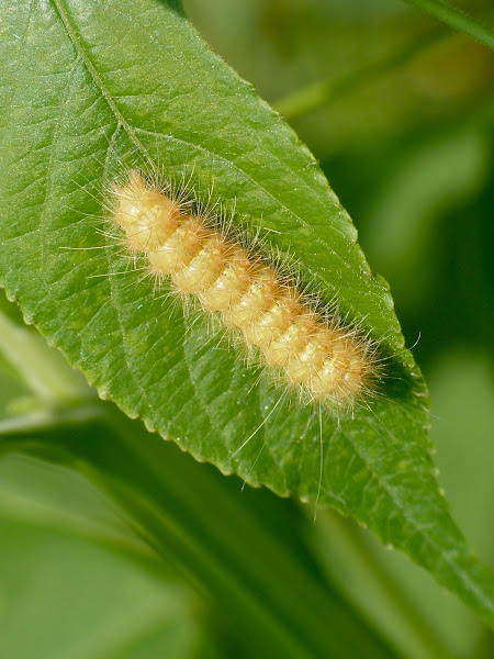 Dagger moth caterpillar | Project Noah