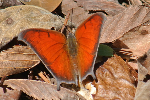Goatweed Leafwing Butterfly (male) | Project Noah