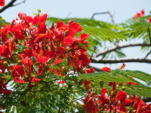 Royal Poinciana (Flame Tree) | Project Noah