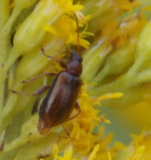 Beetle | Project Noah