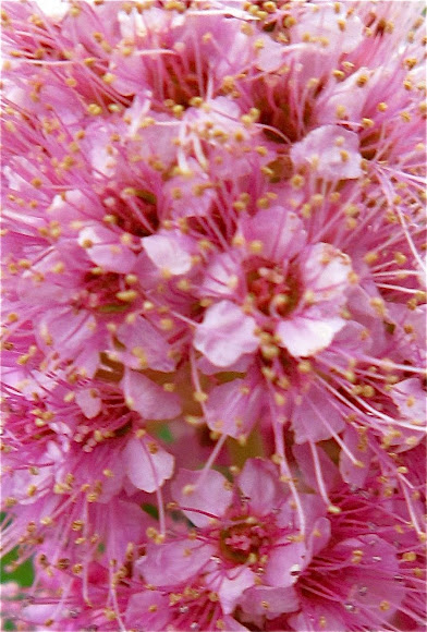 Hardhack | Project Noah