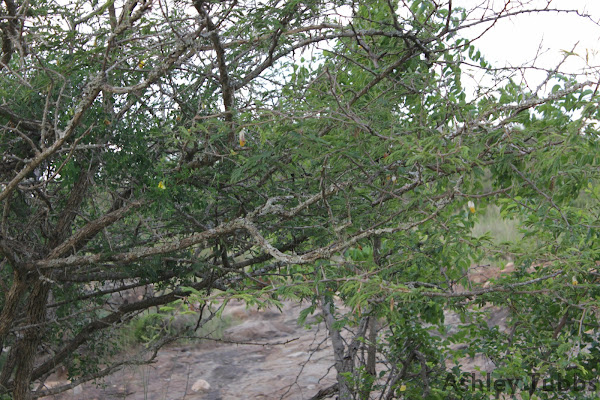 Kalahari Christmas Tree | Project Noah