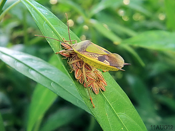 shield bug brood | Project Noah