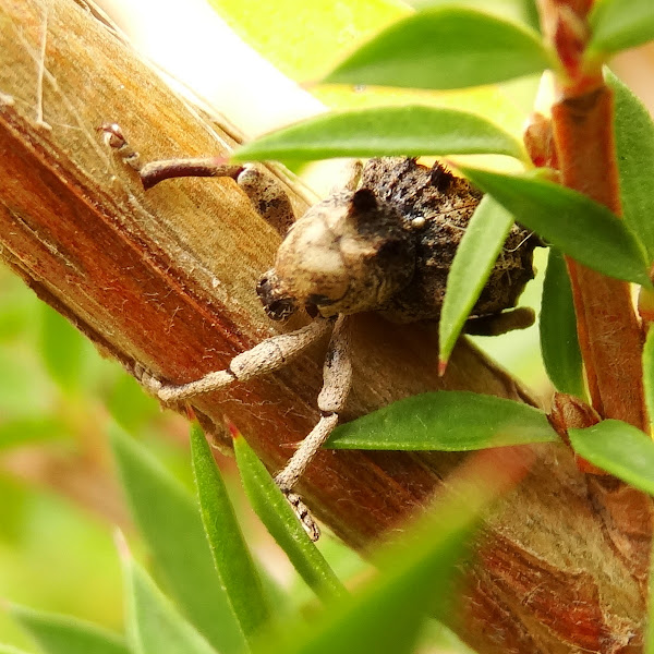 Black Brown Weevil | Project Noah
