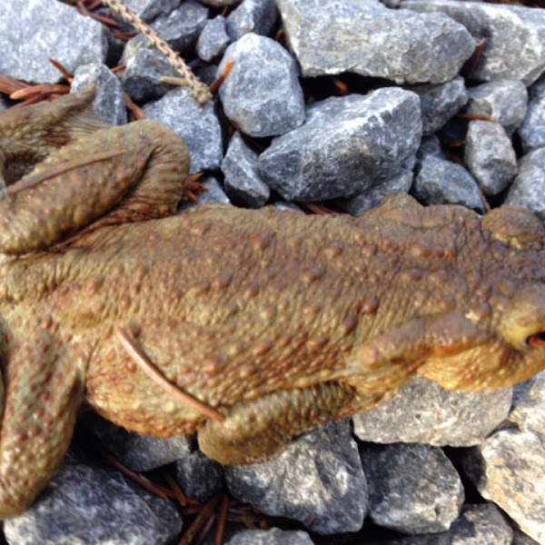 Common toad | Project Noah