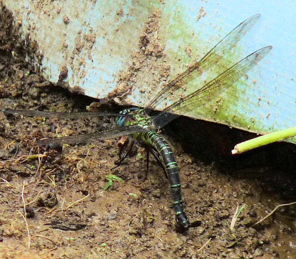 Swamp Darner, female ovipositing | Project Noah