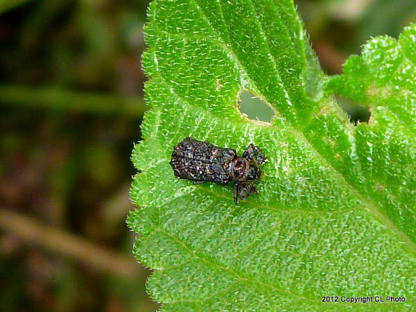Lantana Leaf Miner Beetle | Project Noah