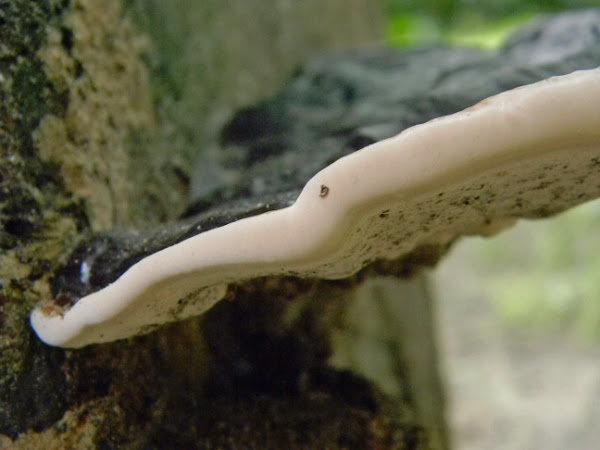 bracket fungus | Project Noah