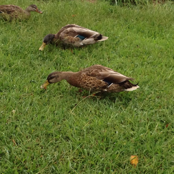 Mallard duck | Project Noah