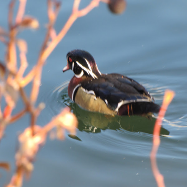 Wood duck | Project Noah