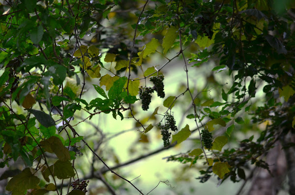Wild grapes | Project Noah