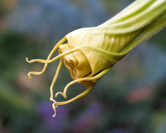 Angel's Trumpets | Project Noah