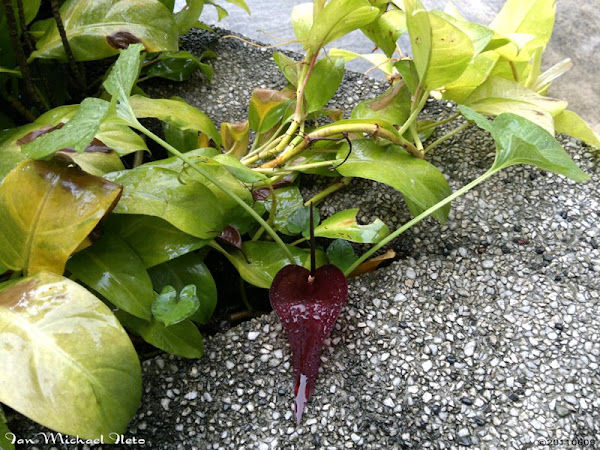Perennial Dwarf Voodoo Lily | Project Noah