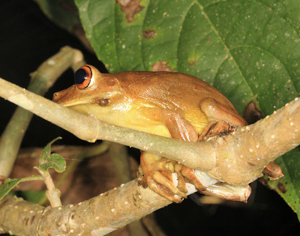 Gladiator Tree Frog | Project Noah