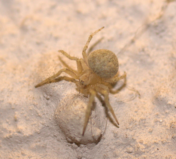 Hairy Field Spider | Project Noah