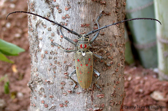 Mango Stem Borer (Long-horned Beetle) | Project Noah
