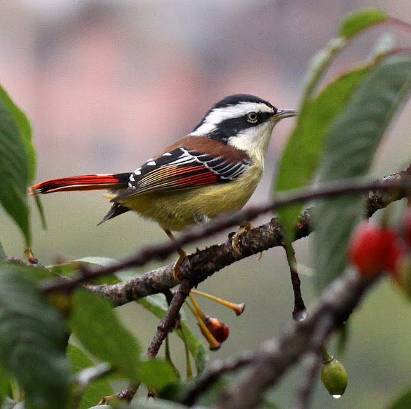 Red-tailed Minla | Project Noah