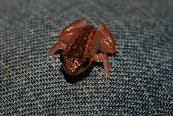 Greenhouse frog | Project Noah