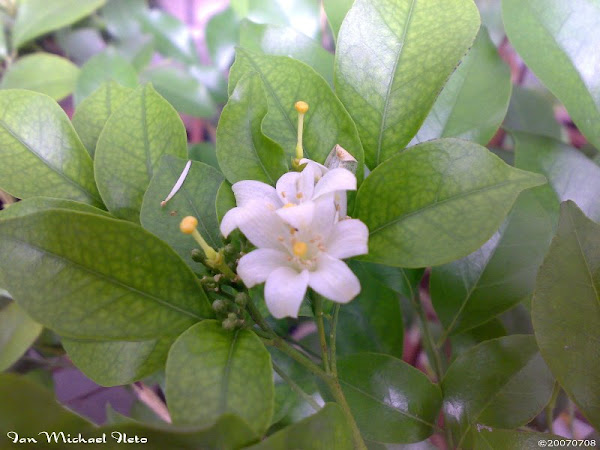 Kamuning | Project Noah