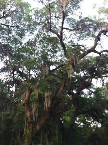 Oak Tree | Project Noah