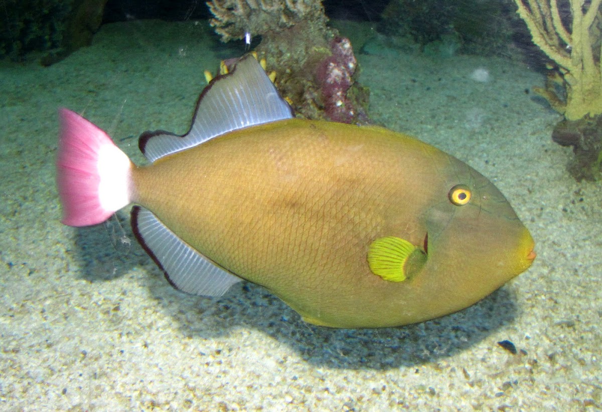 Pinktail Triggerfish | Project Noah