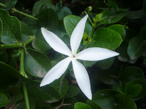 Carissa macrocarpa | Project Noah