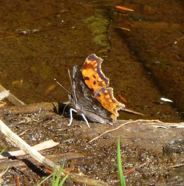 Hoary Comma | Project Noah