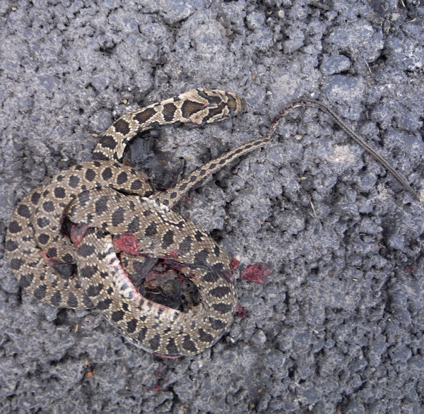 Culebra de herradura | Project Noah