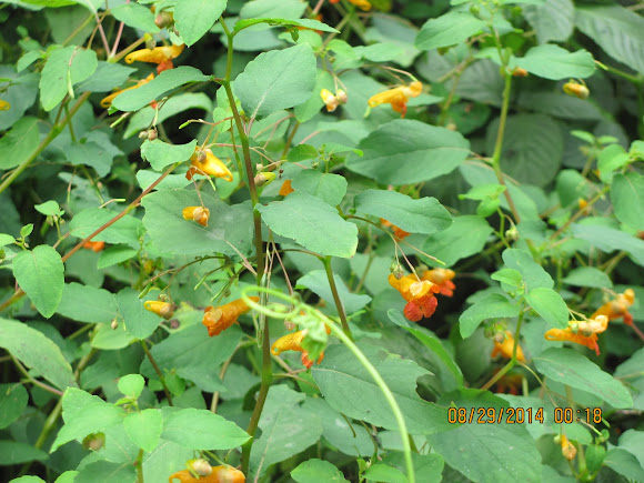 Spotted Touch Me Nots | Project Noah