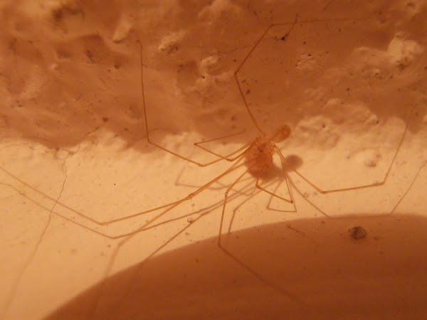 Daddy Long Legs Spider | Project Noah