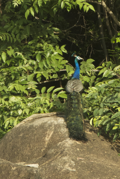 Indian Peafowl (male) | Project Noah