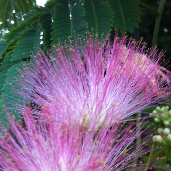 Mimosa - Silk Tree | Project Noah