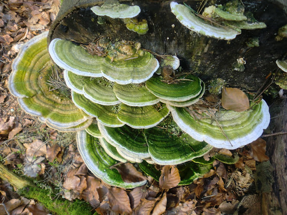 Lumpy bracket | Project Noah