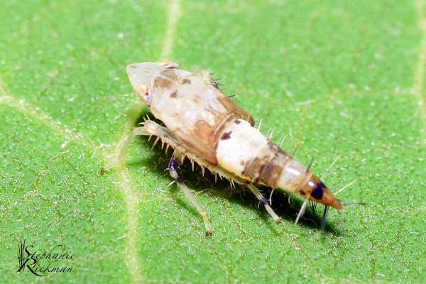 Leafhopper Nymph | Project Noah
